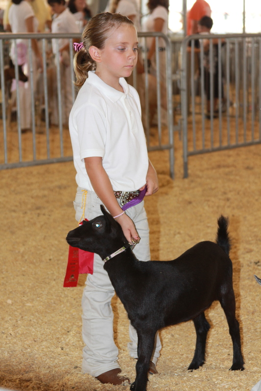 Cape kids put together good showing at fair | Cape Gazette