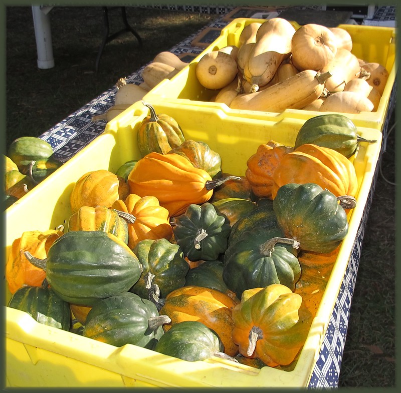 Discover fun facts about squash | Cape Gazette