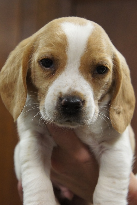 Delaware SPCA hosts Stuff the Van Holiday Pet Supply Drive | Cape Gazette