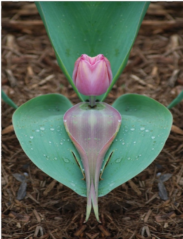 Lewes Tulip Festival Photography Contest winners announced | Cape Gazette