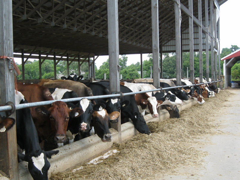 Rustic Acres offers farm fresh milk, ice cream | Cape Gazette