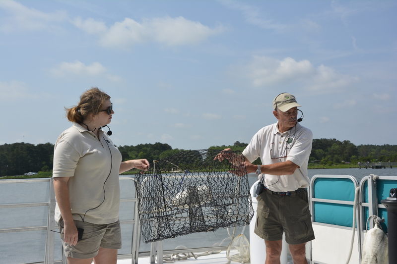 Explore the Inland Bays' rich wildlife on tour | Cape Gazette