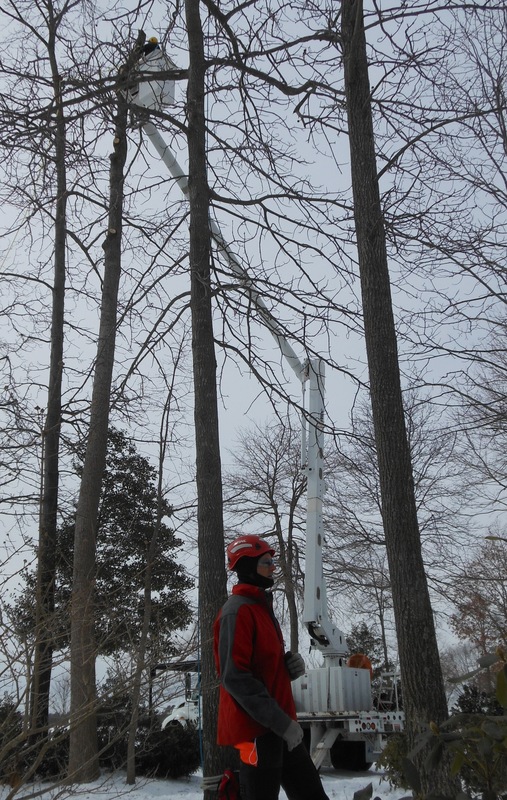 Arborists from across the state attend annual seminar | Cape Gazette