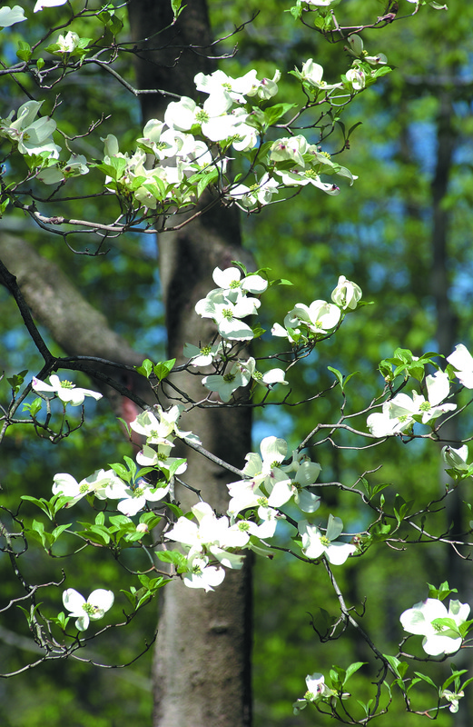 Delmarva Power providing 2,000 free trees to customers | Cape Gazette