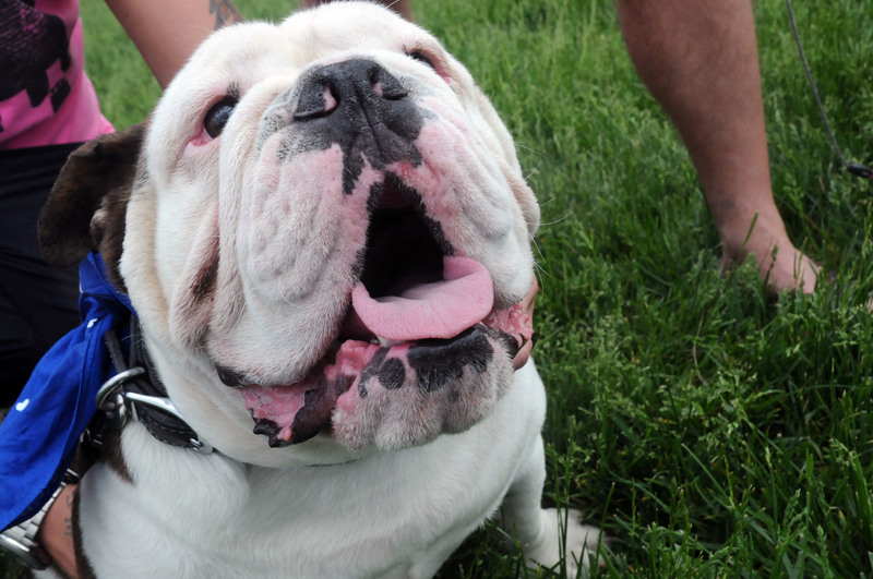 Second Annual Pooches in the Park held | Cape Gazette