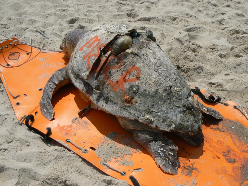 Massive sea turtle washes up on Lewes Beach | Cape Gazette