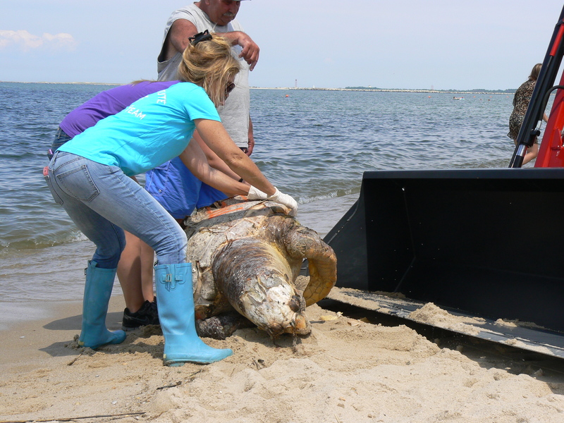 Massive sea turtle washes up on Lewes Beach | Cape Gazette