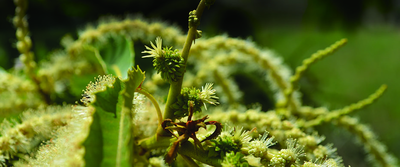 Delmarva Restoration Branch of American Chestnut Foundation to meet Oct ...