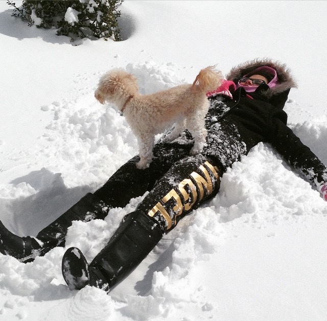 Furry (and feathered) friends love the snow | Cape Gazette