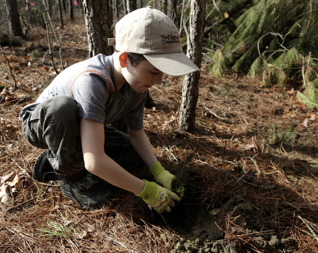 Nature Conservancy, Dogfish work to restore local forest | Cape Gazette