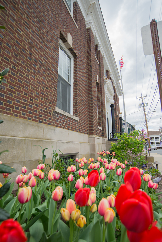 Tulips hold a Spring Party on Front Street in Lewes | Cape Gazette