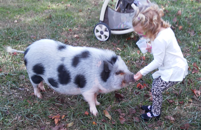 Full Grown Mini Pot Belly Pig