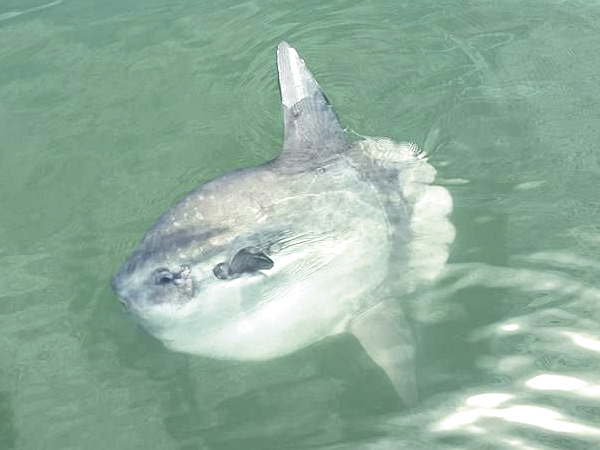 Local fishing heating up | Cape Gazette