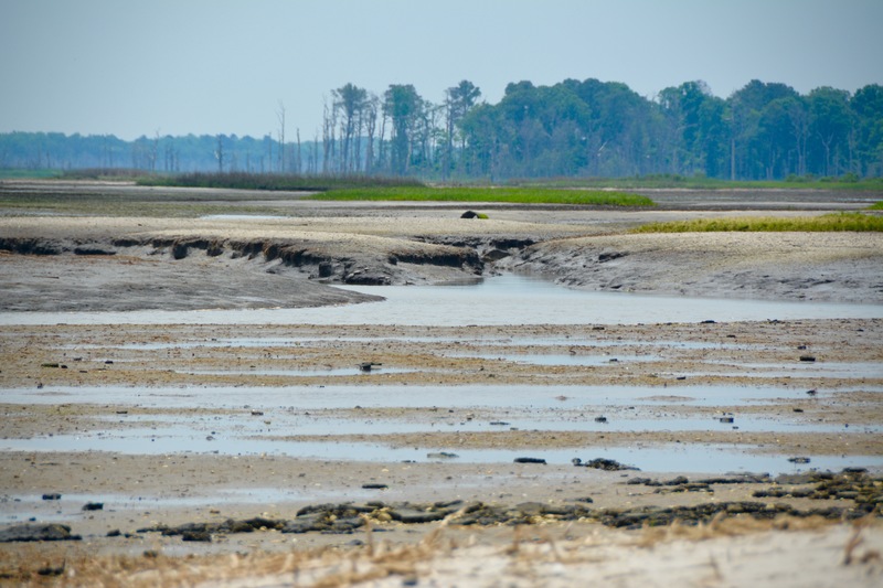 Time is key to Prime Hook restoration | Cape Gazette