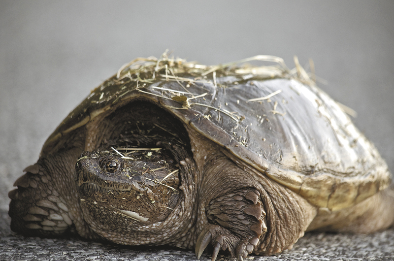 No hurry...no worry | Cape Gazette