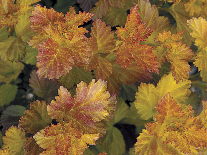 Native ninebark’s colors will steal your heart | Cape Gazette