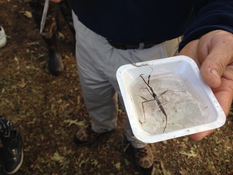 Rehoboth students learn about aquatic life | Cape Gazette