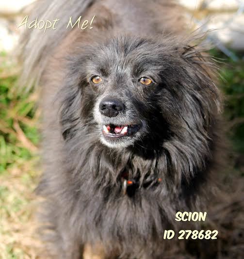 Scion needs his forever family | Cape Gazette