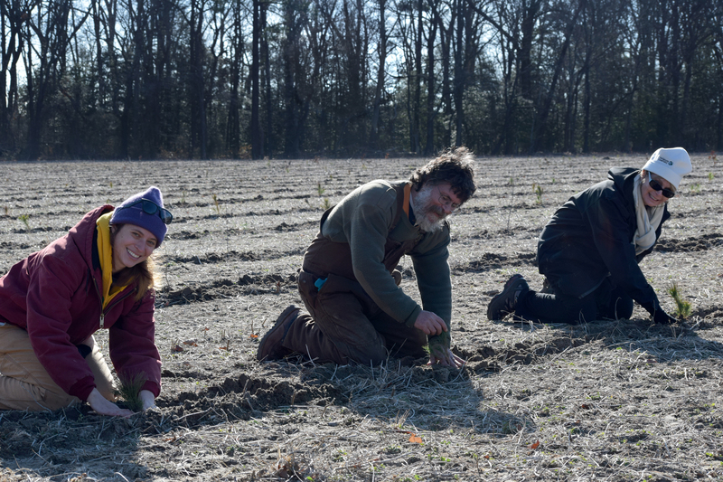 Santa steps in to help seedlings | Cape Gazette