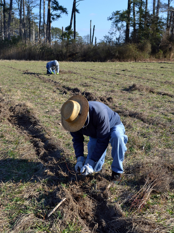 Volunteers needed for reforestation tree plantings Dec. 20-23 | Cape ...