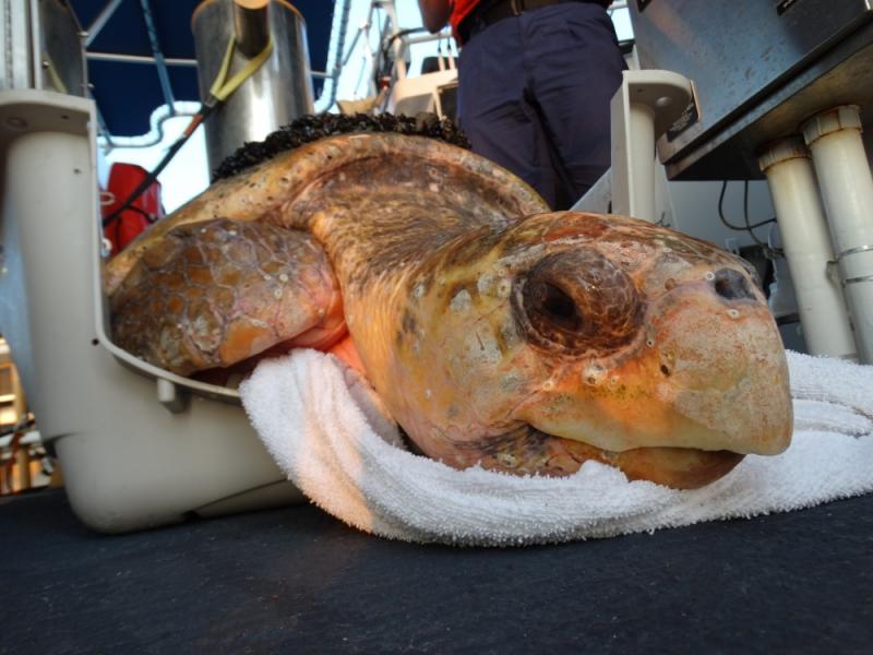 Locals help rescue injured loggerhead turtle | Cape Gazette