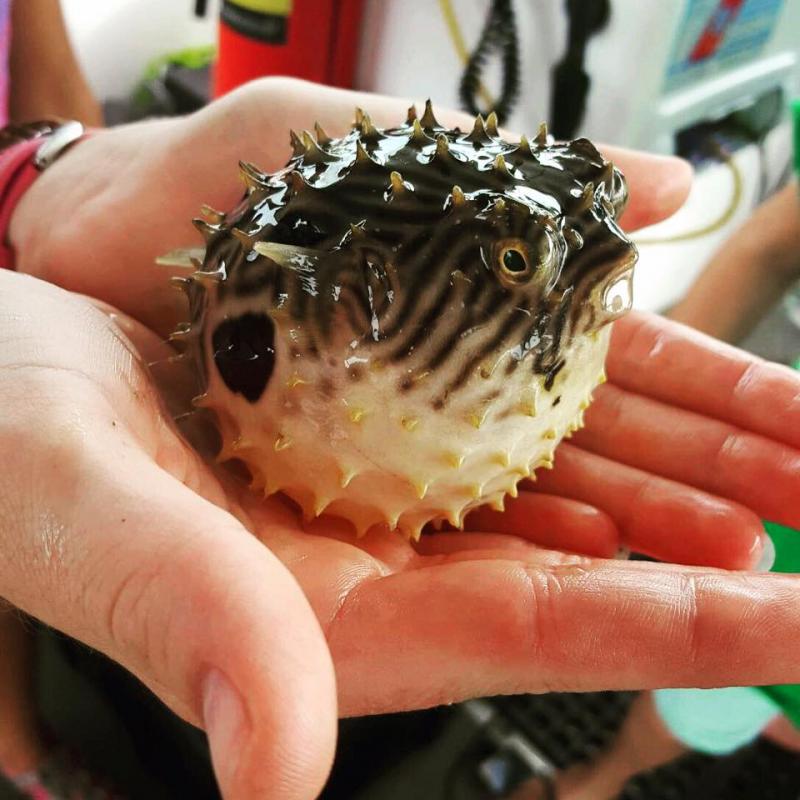 Discovery The Bay? | Cape Gazette