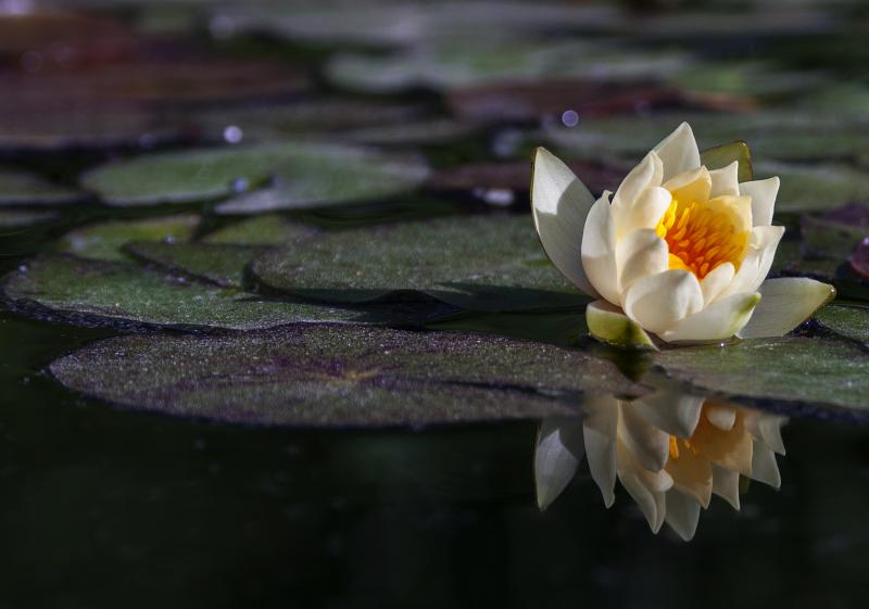 Deny Howeth photography exhibit at Cadbury in Lewes | Cape Gazette