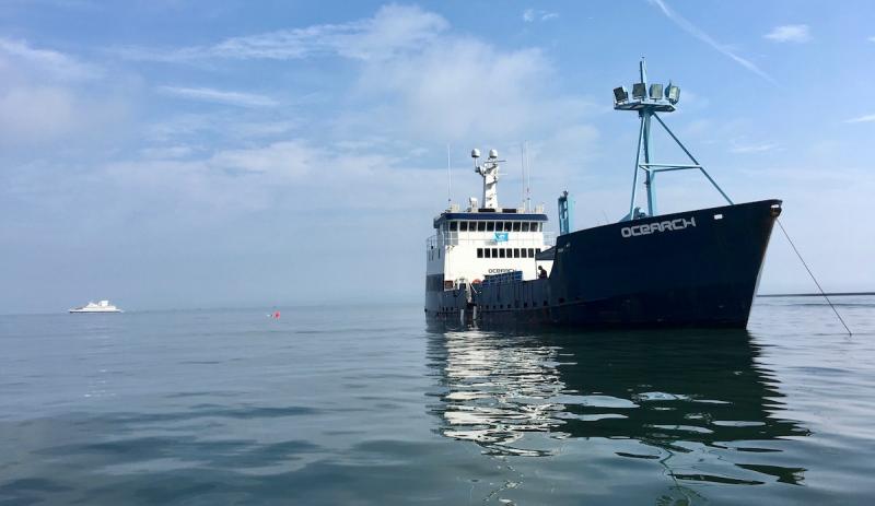 White sharks elude researchers in the Delaware Bay | Cape Gazette