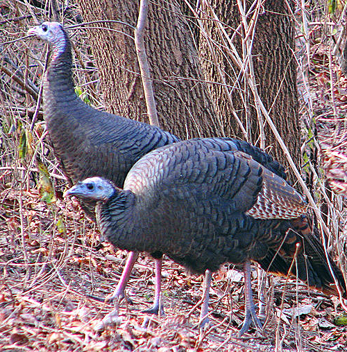 DNREC seeks volunteers to report wild turkey sightings | Cape Gazette