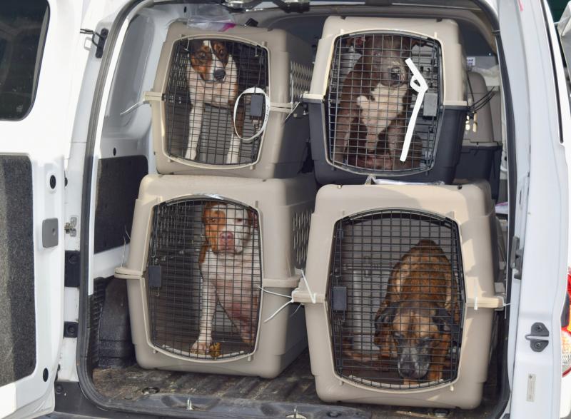 Delaware steps up for displaced dogs | Cape Gazette
