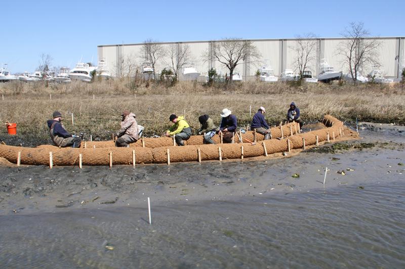 Living shorelines introductory workshop set March 7-8 | Cape Gazette