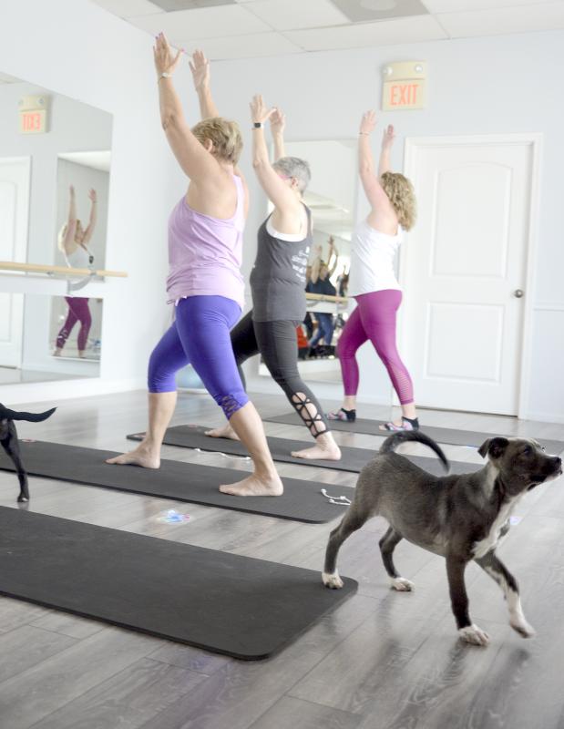 Puppy pilates features adoptable pets | Cape Gazette