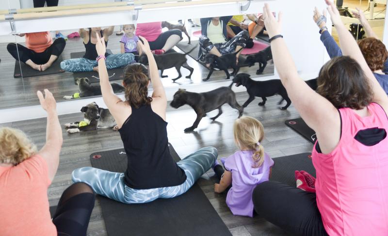 Puppy pilates features adoptable pets | Cape Gazette