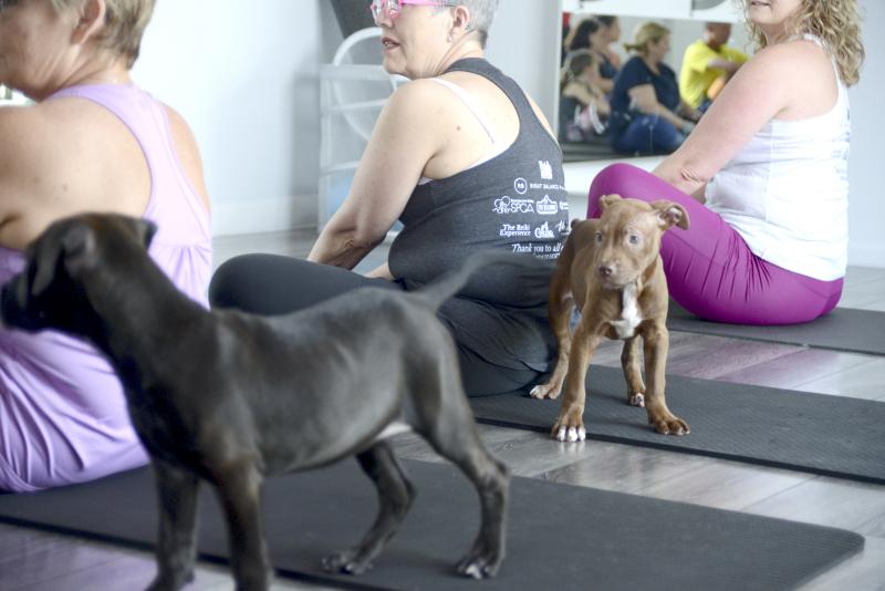 Puppy pilates features adoptable pets | Cape Gazette