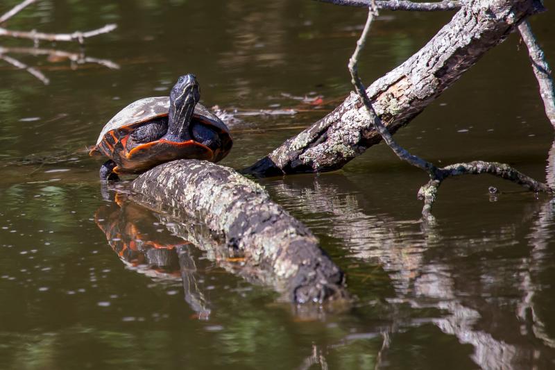 Cruise To Milton on The Broadkill River | Cape Gazette