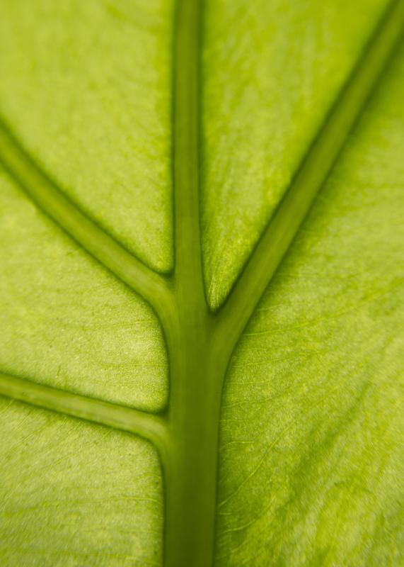 Deny Howeth in solo exhibition at Back Porch Café in Rehoboth | Cape ...