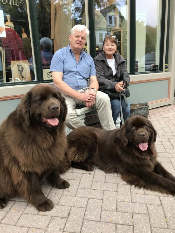 Newfoundlands and newfound friends in Lewes | Cape Gazette