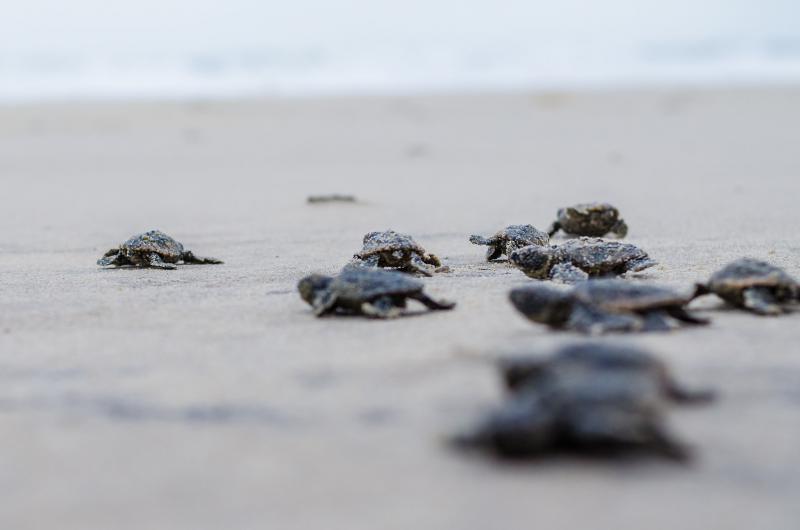 Loggerhead turtles hatch in Fenwick Island State Park | Cape Gazette