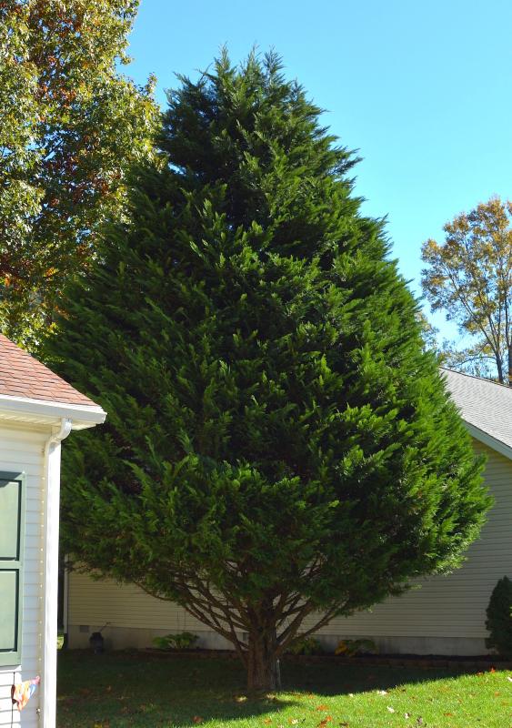 Lewes couple’s evergreen chosen for annual Rehoboth tree lighting ...