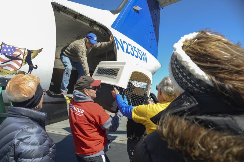 Dogs take freedom flight to Georgetown | Cape Gazette