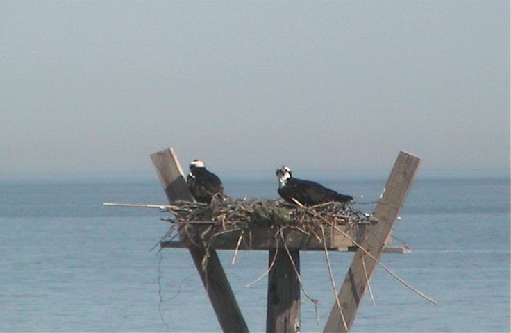 Check out the Osprey nest in the Roosevelt Inlet! | Cape Gazette