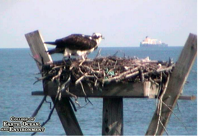 Check out the Osprey nest in the Roosevelt Inlet! | Cape Gazette