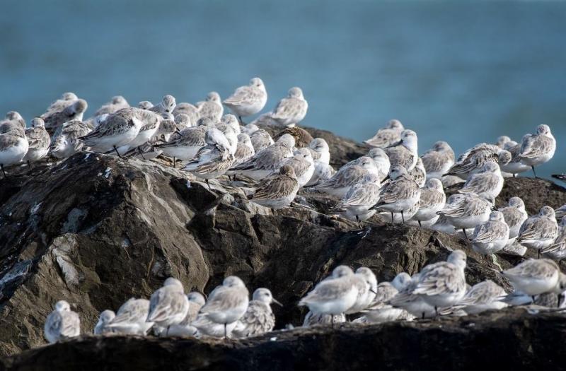 Nature tours return to Delmarva Oct. 9-11 | Cape Gazette
