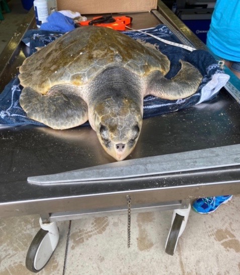MERR rescues endangered Kemp’s Ridley sea turtle | Cape Gazette