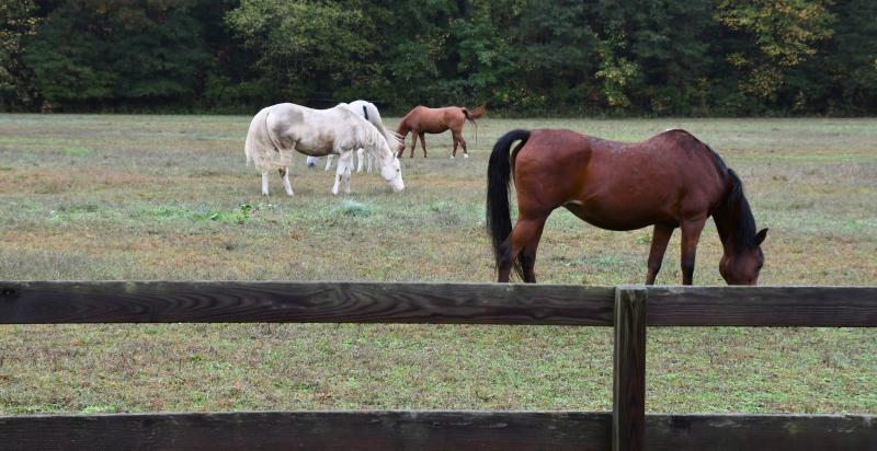 Number of animals on small farms at issue | Cape Gazette