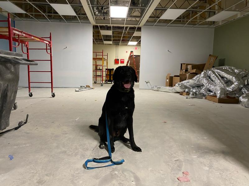 Delaware Humane to celebrate adoption center reopening April 1 | Cape ...