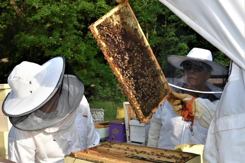Beekeeping demo at Lewes farmers market June 26 | Cape Gazette