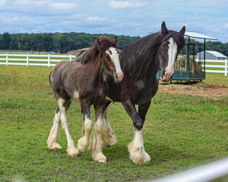 Black Clydesdale Foal