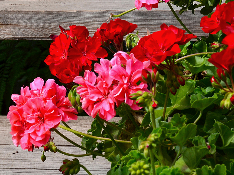 AAUW geranium sale orders due April 21 | Cape Gazette
