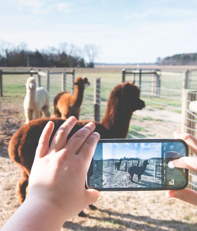 Learn about iPhone photography April 28 at Frankford alpaca farm | Cape ...